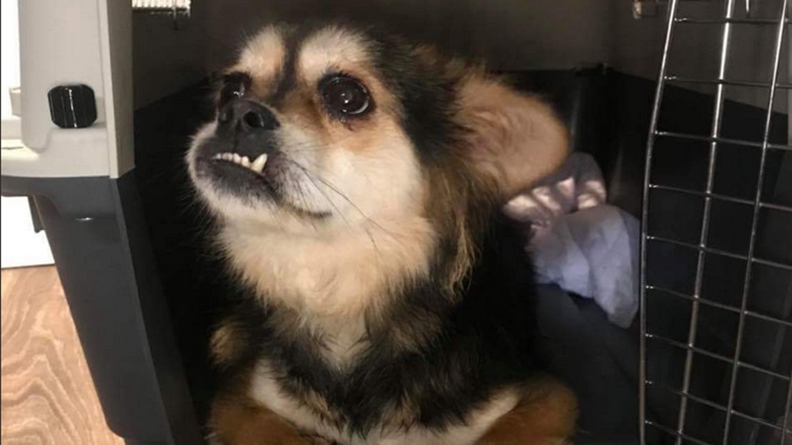 Dogs rescued from China flown to Houston for new life | khou.com