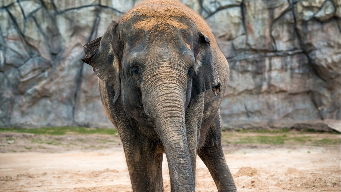 BIG announcement from Houston Zoo: Tess is pregnant! | khou.com