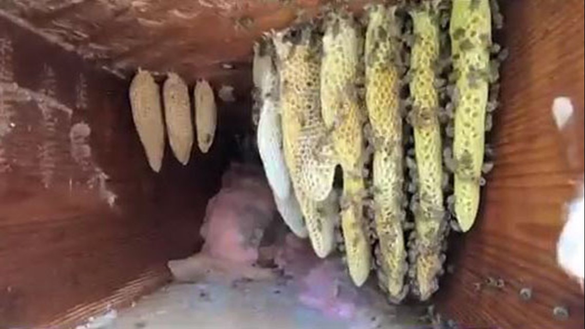 'Bee village' found in walls of southwest Houston home | khou.com