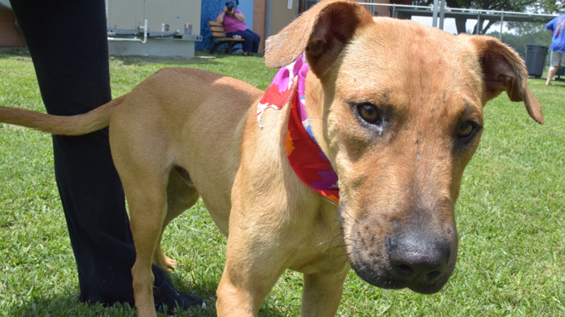 Harris County Animal Shelter waives adoption fees for cats, large dogs ...