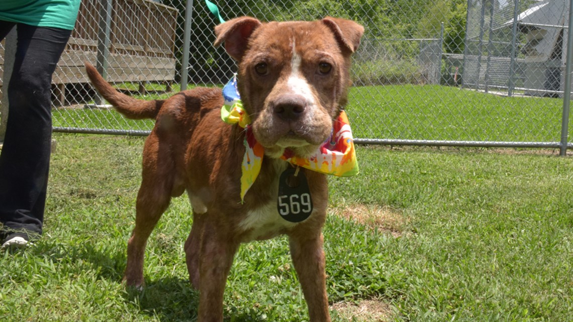 Harris County Animal Shelter waives adoption fees for cats, large dogs ...