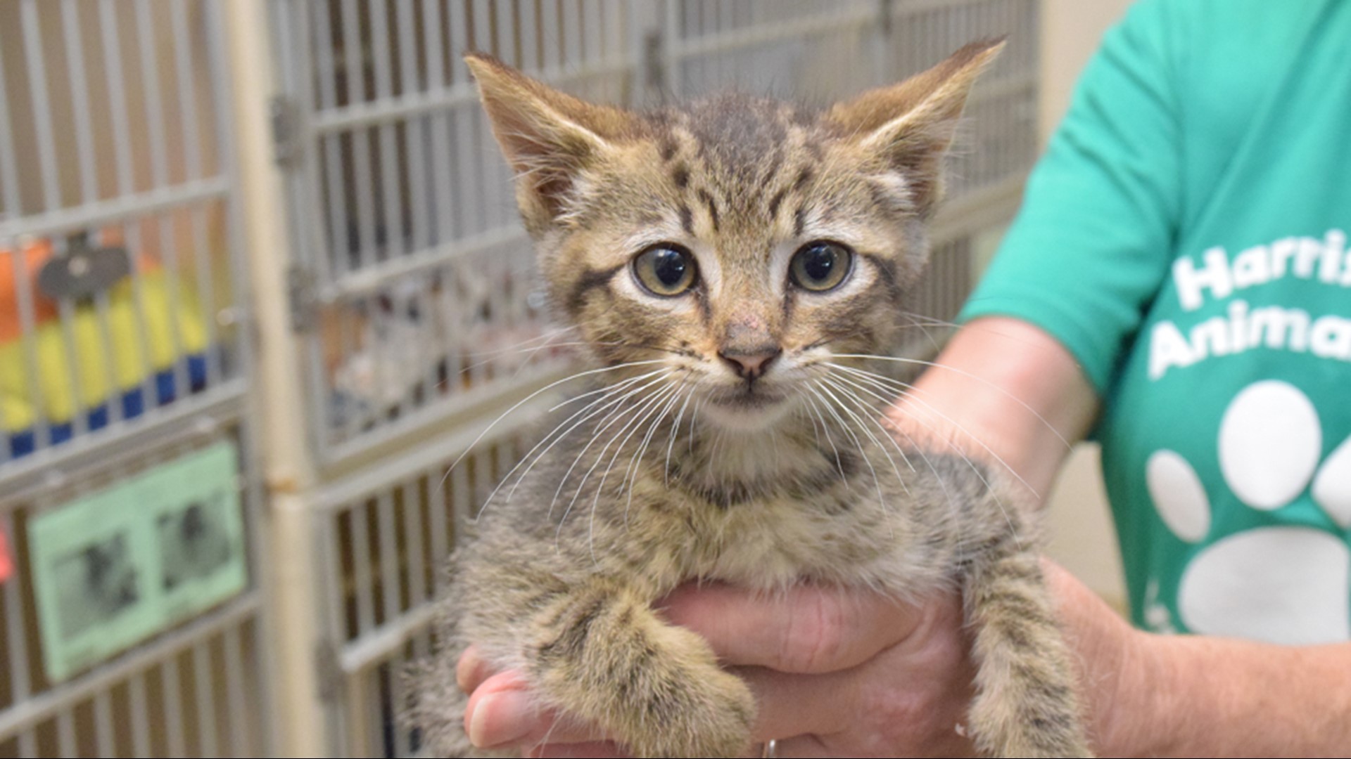 Harris County Animal Shelter waives adoption fees for cats, large dogs ...