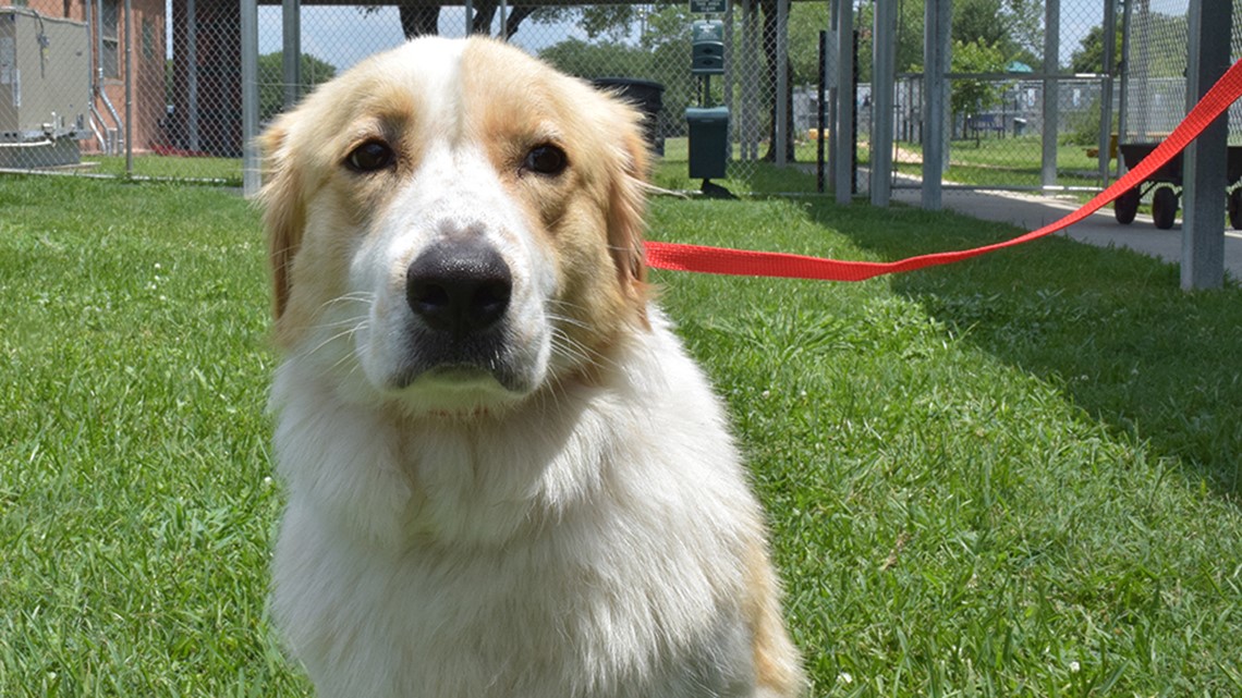 Photos: Dogs ready for adoption at Harris County Animal Shelter (June 7 ...