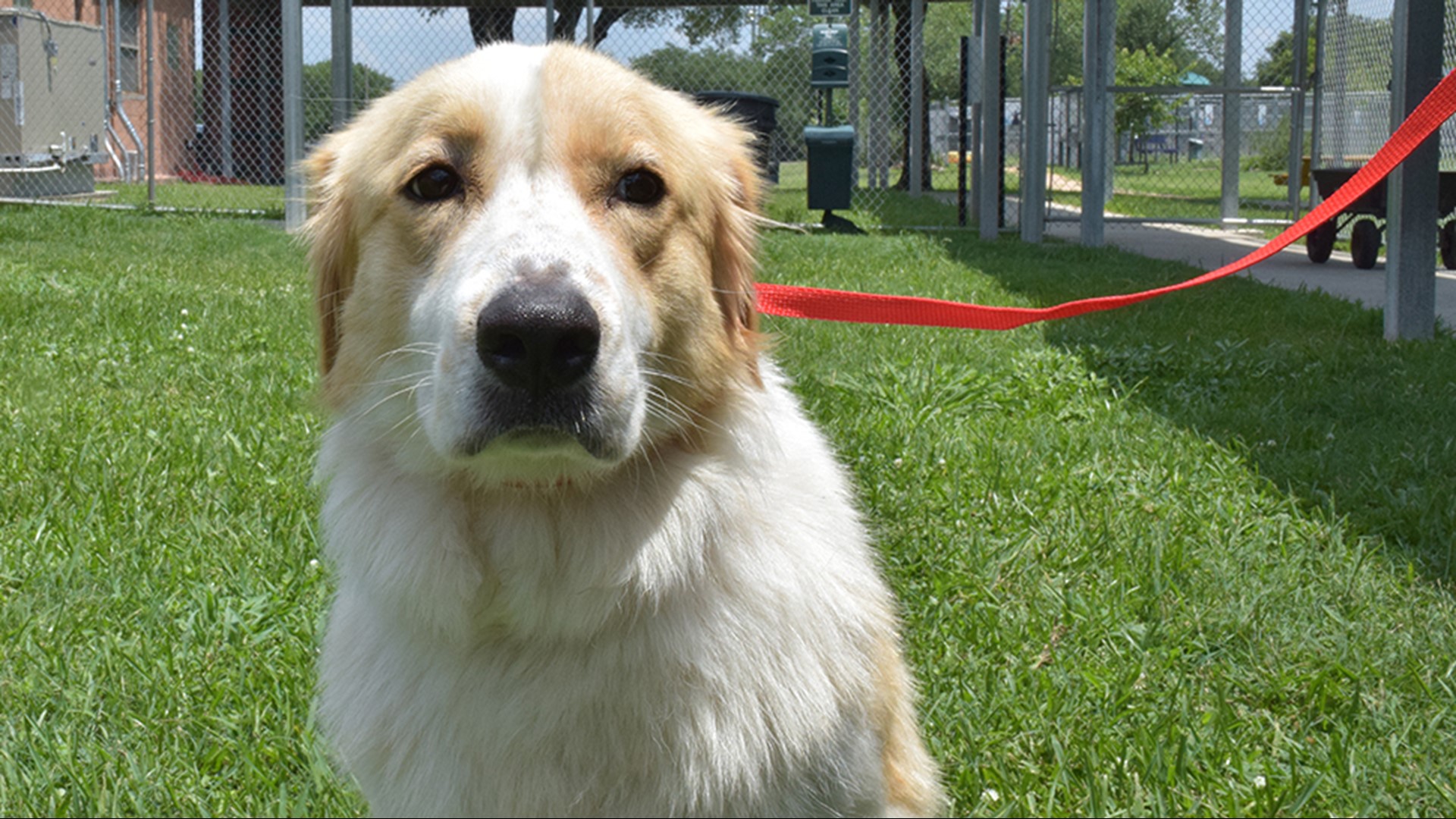 Photos: Dogs ready for adoption at Harris County Animal Shelter (June 7 ...