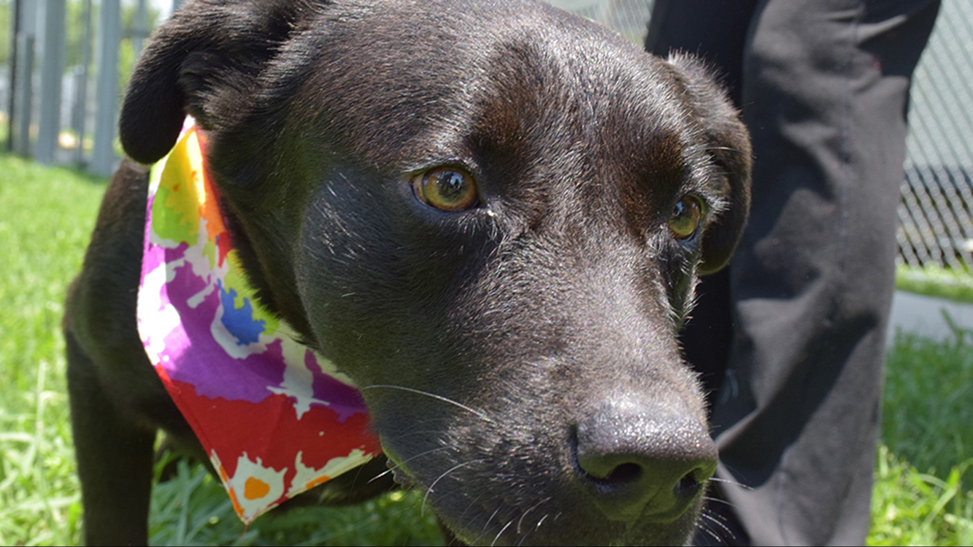 Photos: Dogs ready for adoption at Harris County Animal Shelter (June 7 ...