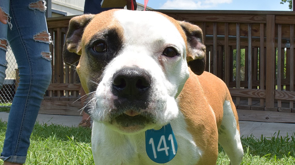 Photos: Dogs ready for adoption at Harris County Animal Shelter (June 7 ...