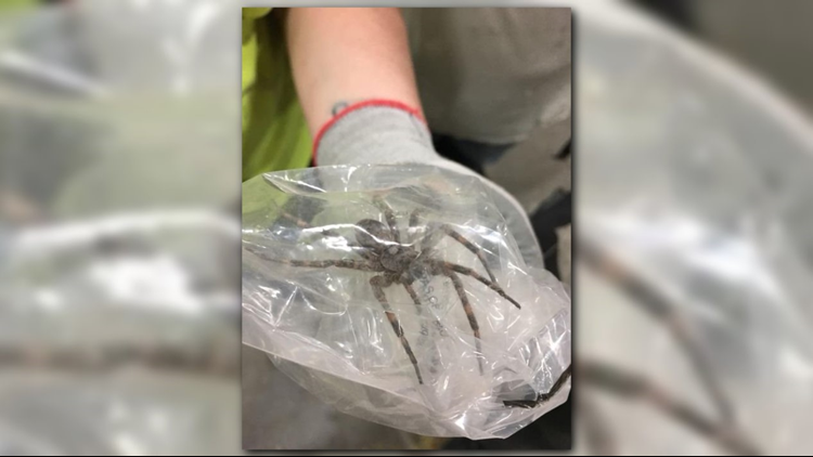 This giant spider was found near Michigan, so bring on the nightmares ...