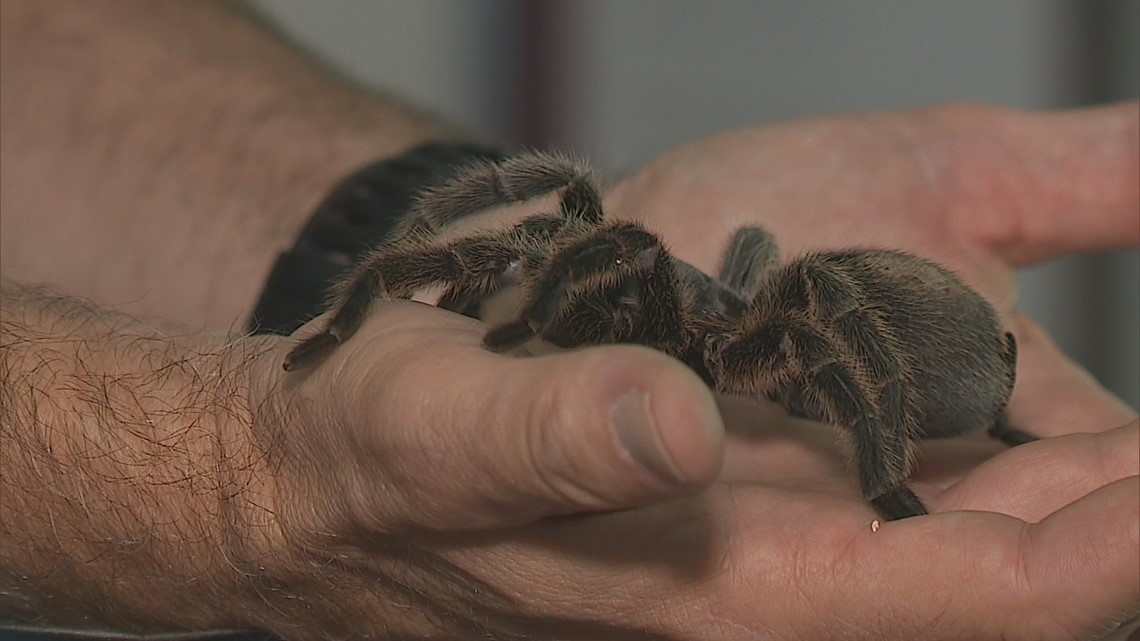 Tarantulas on the prowl, but they're just looking for love | khou.com