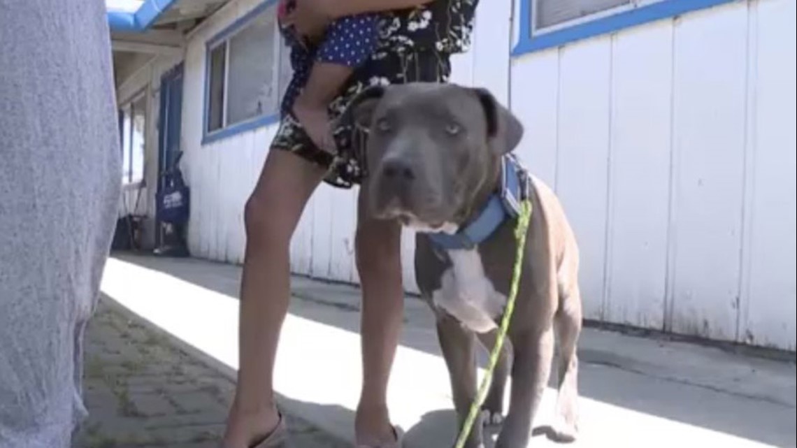 Pit bull rescues family, pulls baby from raging fire | khou.com