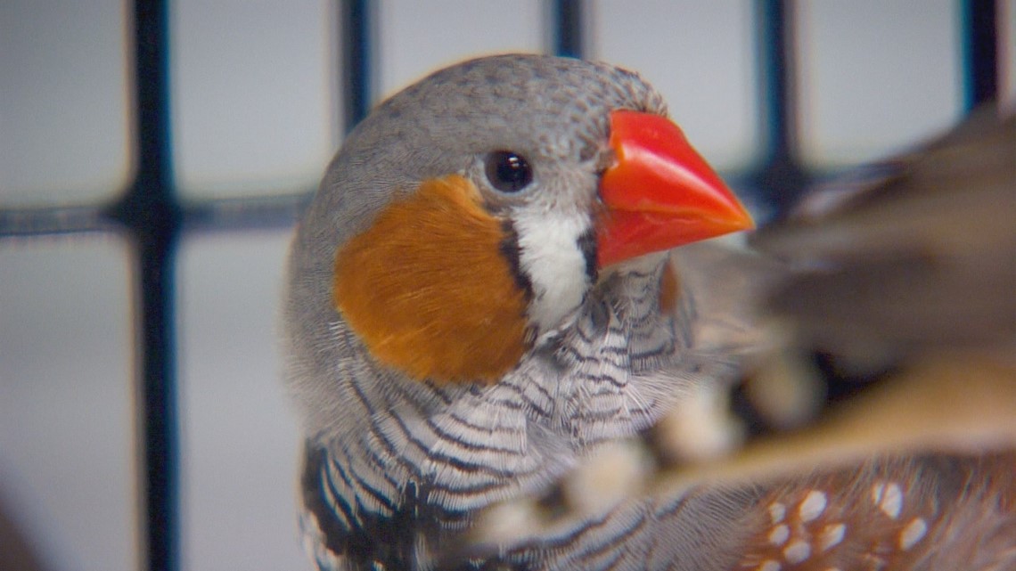 Could birds lead to a cure for human speech disorders? | khou.com