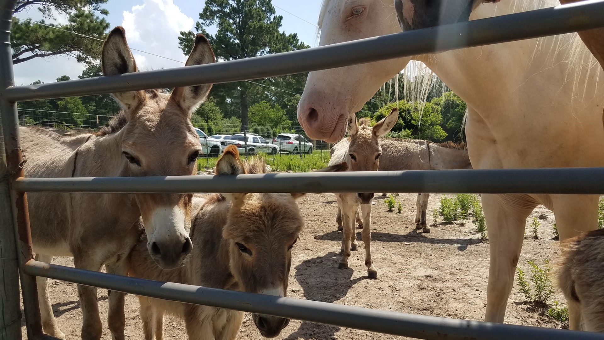 Photos: Houston SPCA, Pct. 1 rescue dozens of neglected equine, rabbits ...