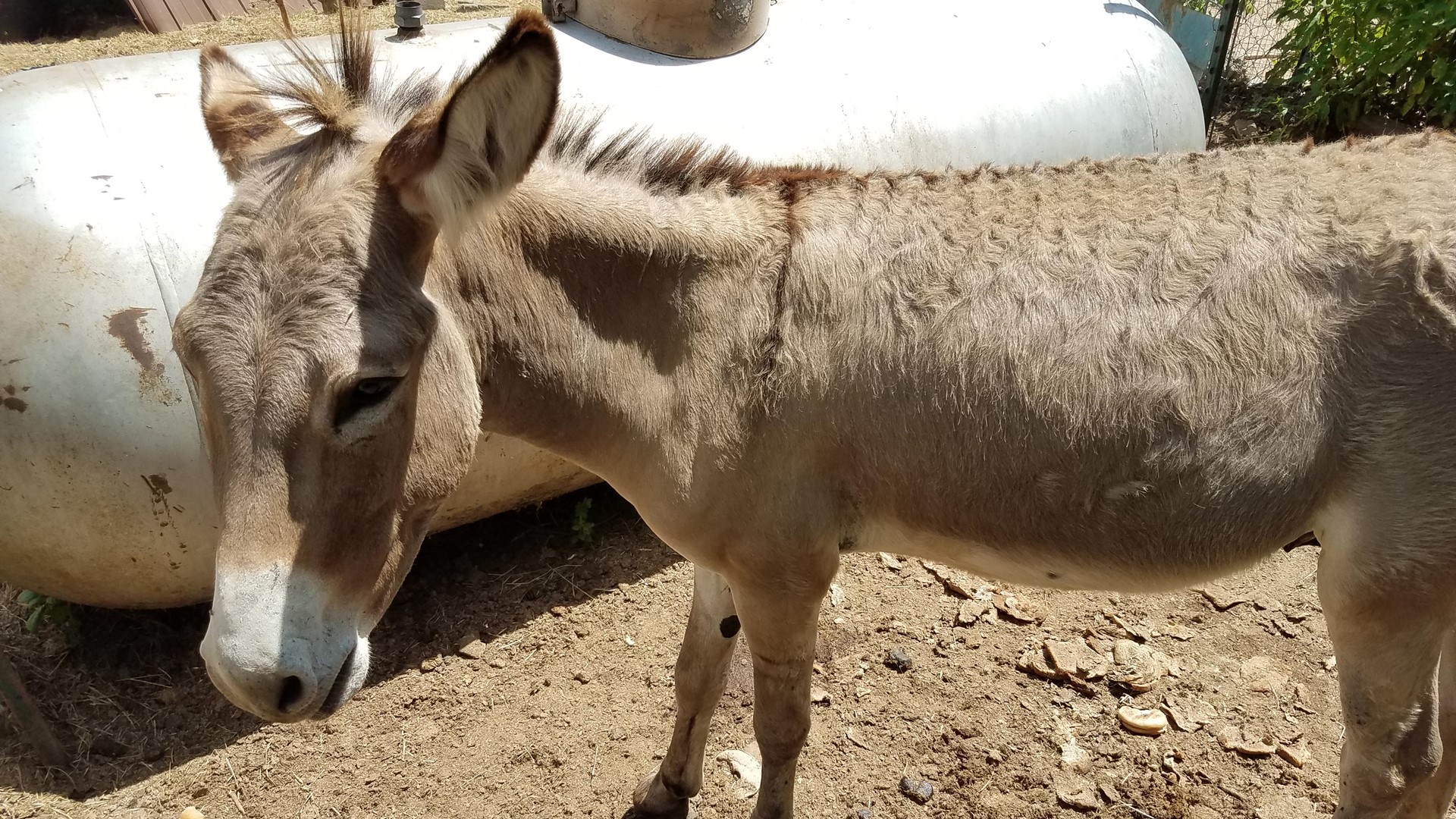 Photos: Houston SPCA, Pct. 1 rescue dozens of neglected equine, rabbits ...