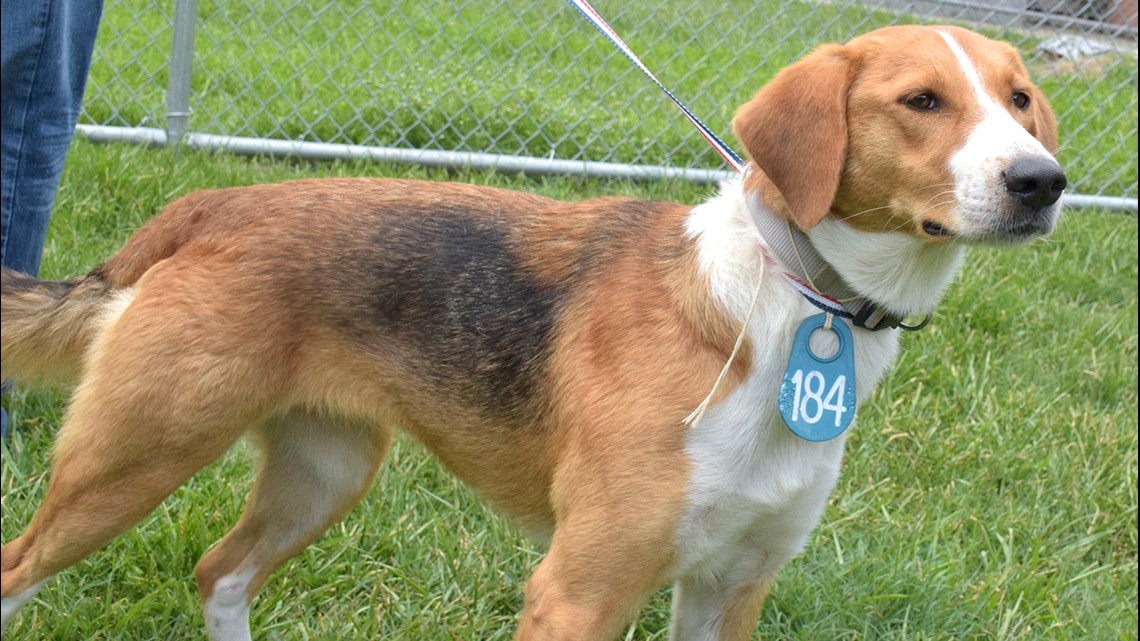 Photos: Adoptable pups at the Harris County Animal Shelter (June 15 ...