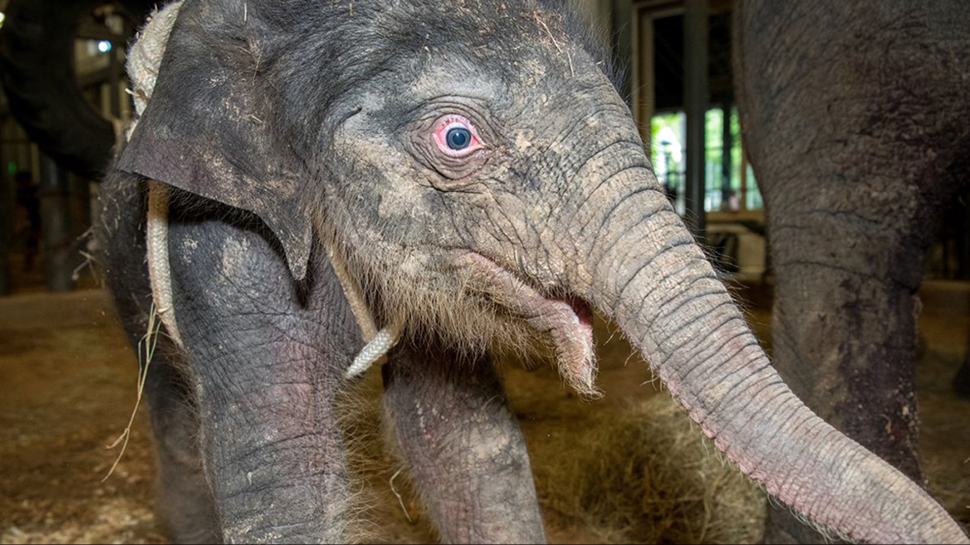 Photos: Baby elephant born at Houston Zoo | khou.com