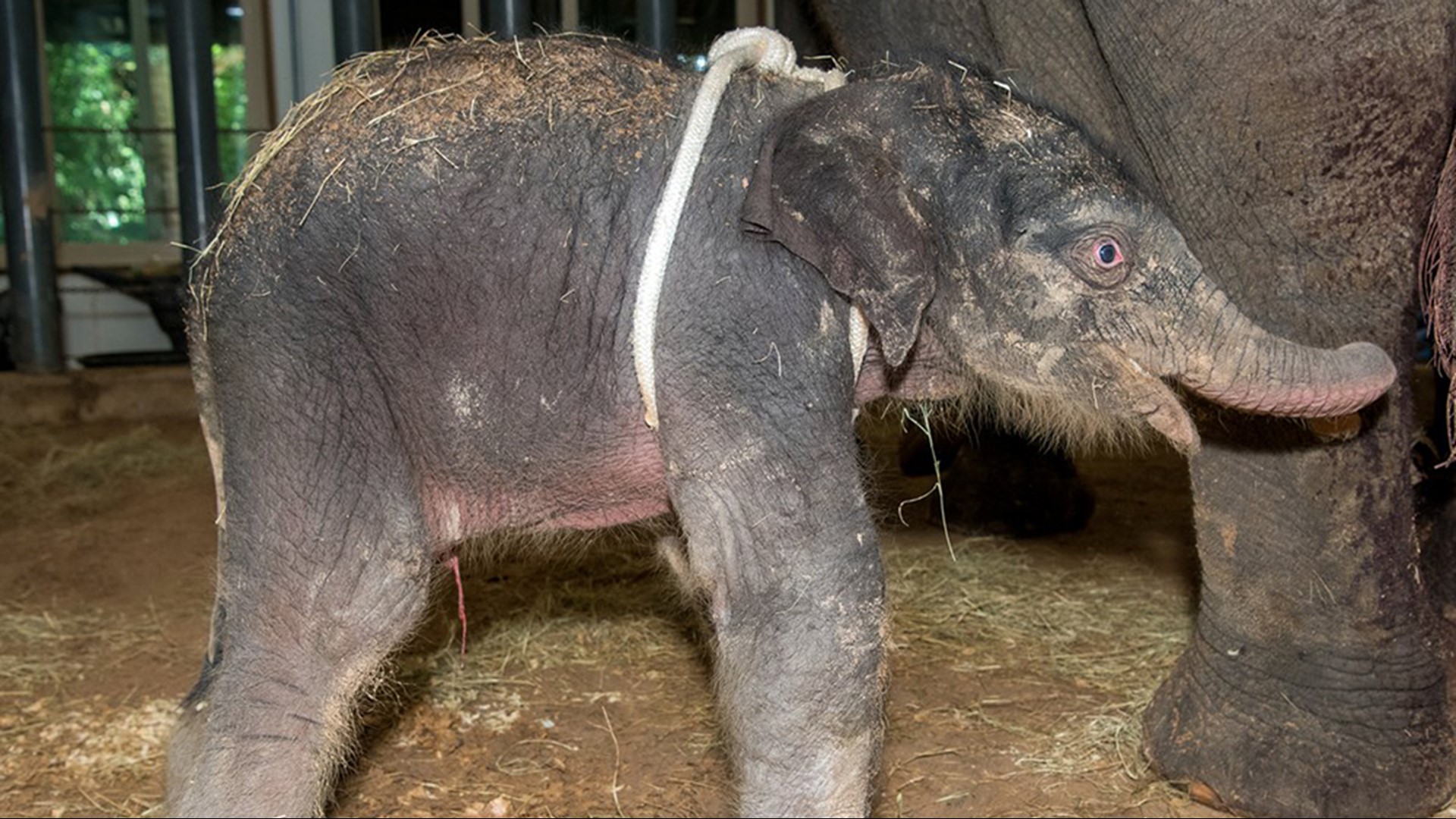 Photos: Baby elephant born at Houston Zoo | khou.com