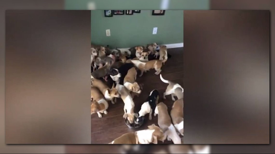 More than 3 dozen dogs headed to rescue facilities in Houston area ...