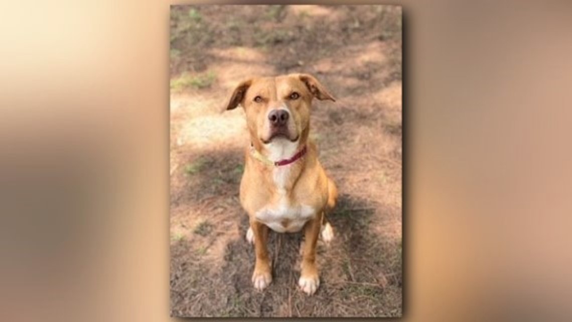 'Swift' the dog to get happily ever after | khou.com