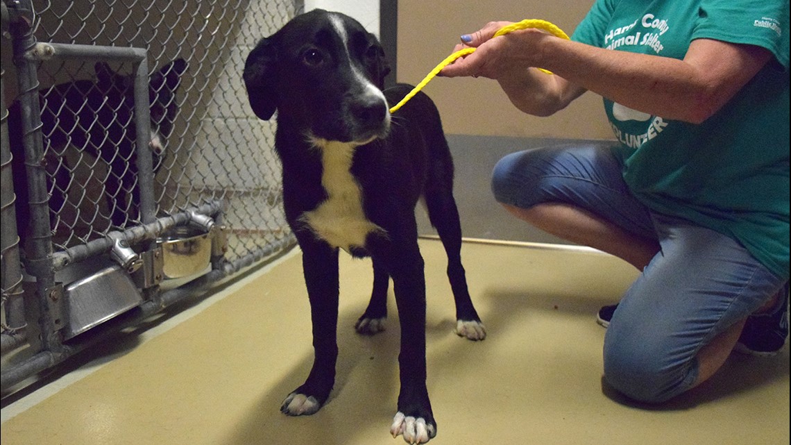 Photos: Free pet adoptions at the Harris County Animal Shelter until ...