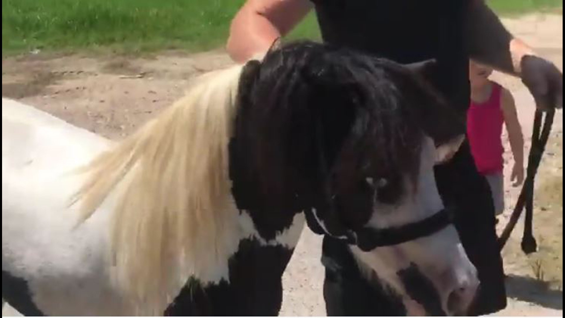 Stolen Shetland stallion returned to Alvin family thanks to Facebook ...