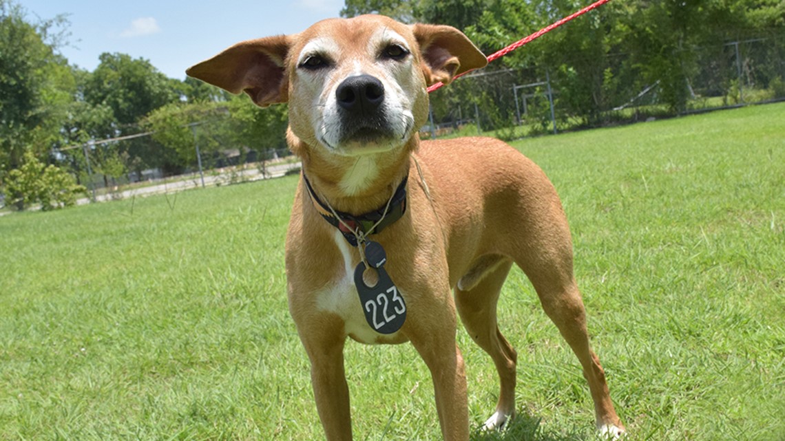 Photos: Cats and dogs available for adoption at Harris County Animal ...