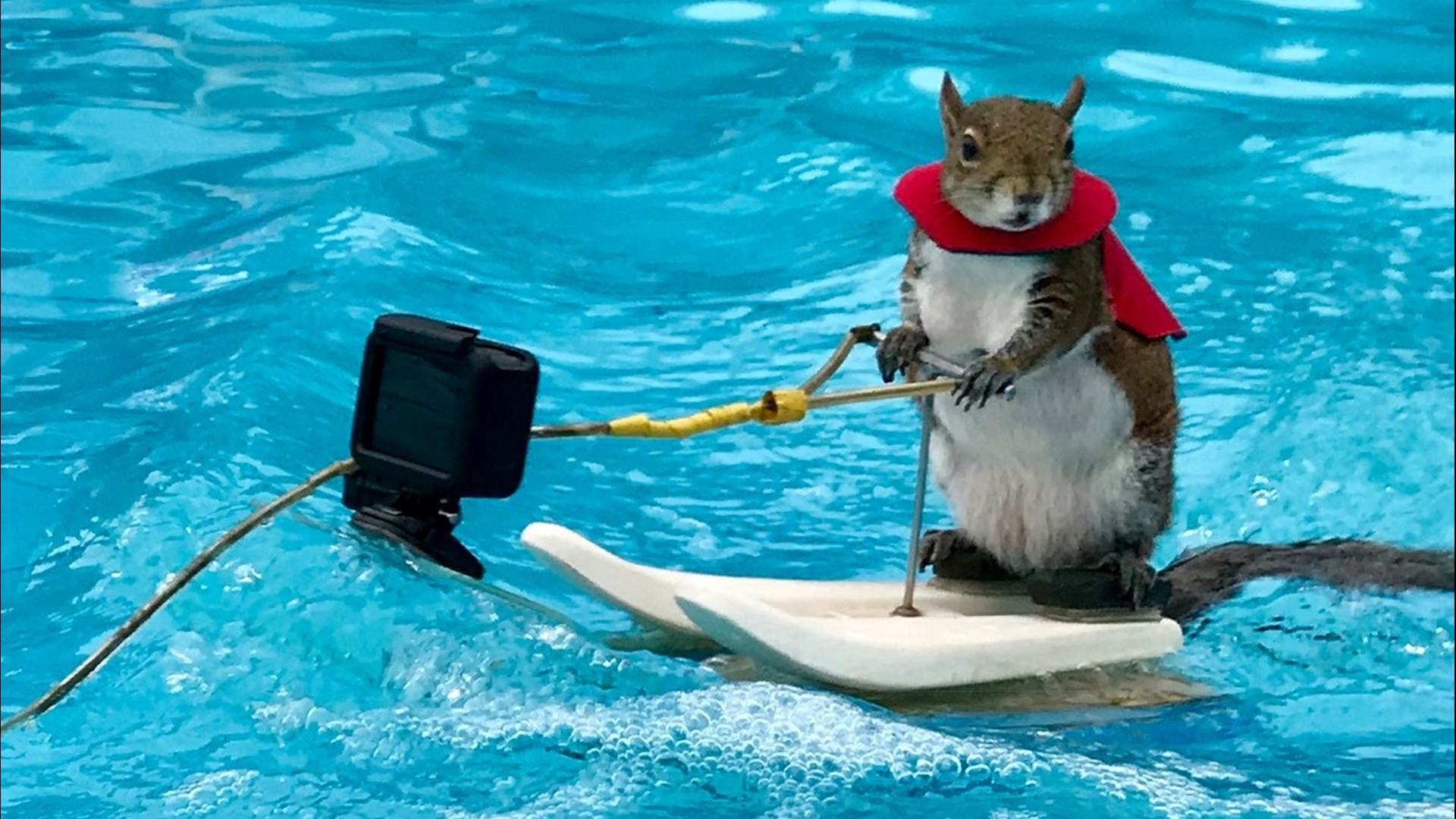 PHOTOS: Land of 10,000 Stories: Water-skiing squirrel | khou.com