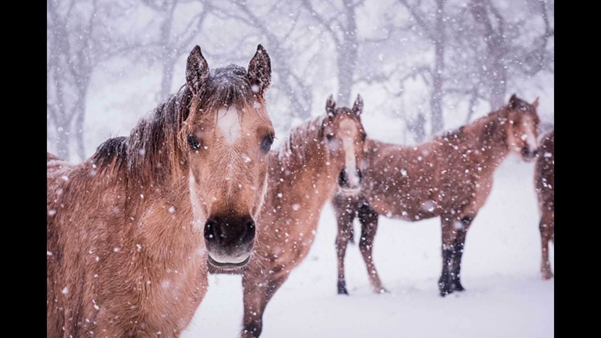Photos: 100 snow pics to cool you off | khou.com