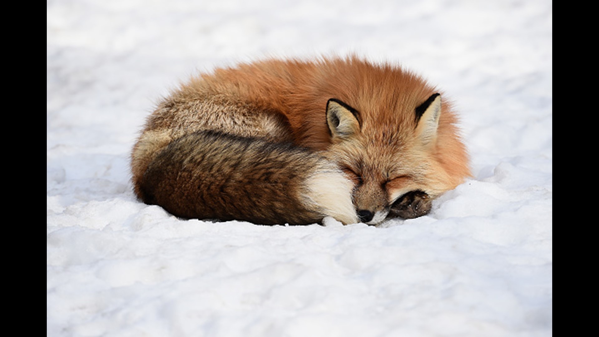 Photos: 100 snow pics to cool you off | khou.com