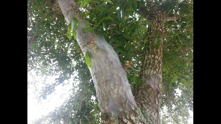 Houston Weather: Burn Ban and Bark Lice | khou.com