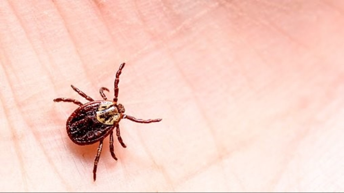 CDC: Cases of diseases spread by mosquitoes, ticks and fleas increasing ...