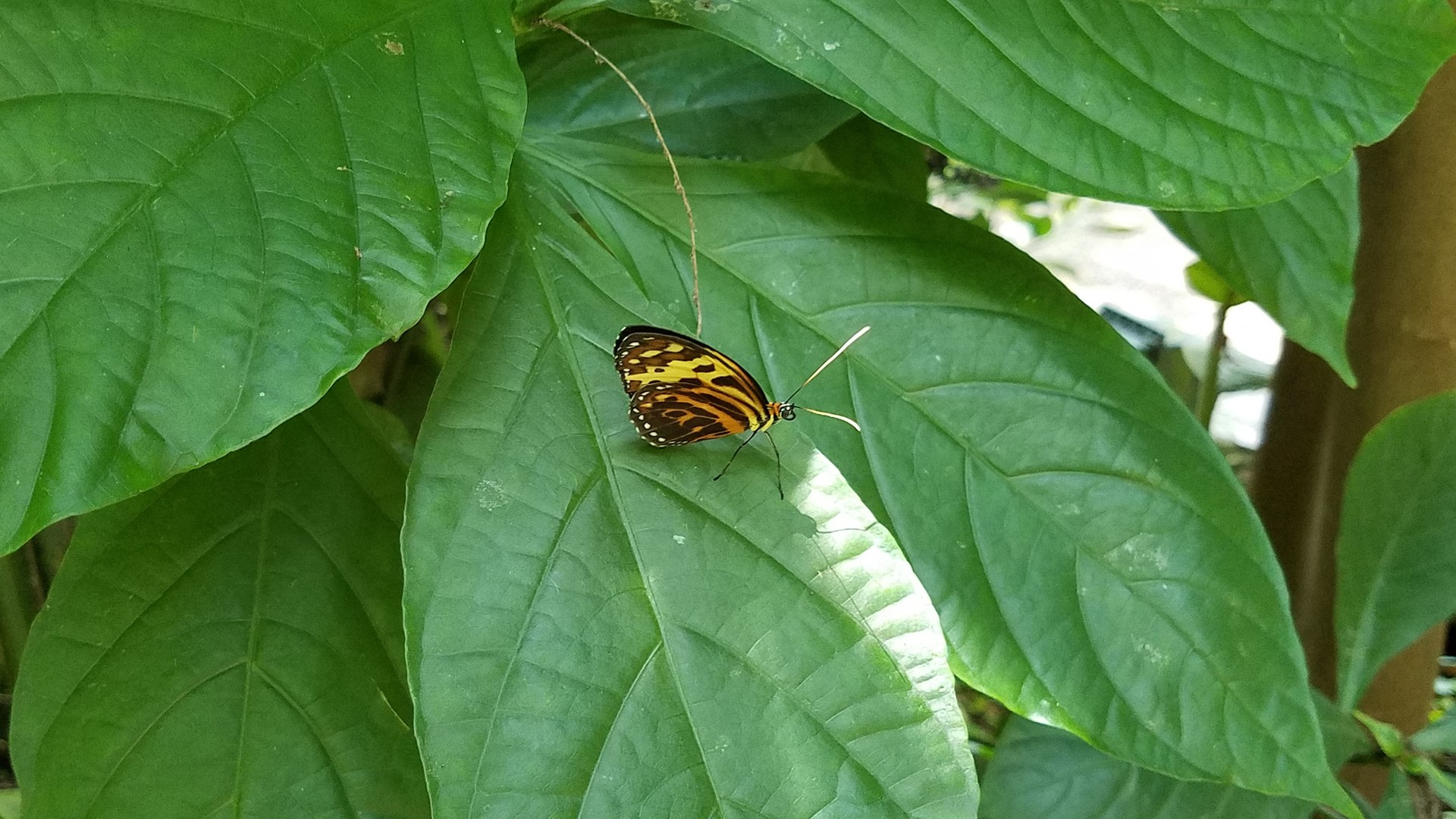 Photos: Cockrell Butterfly Center | khou.com