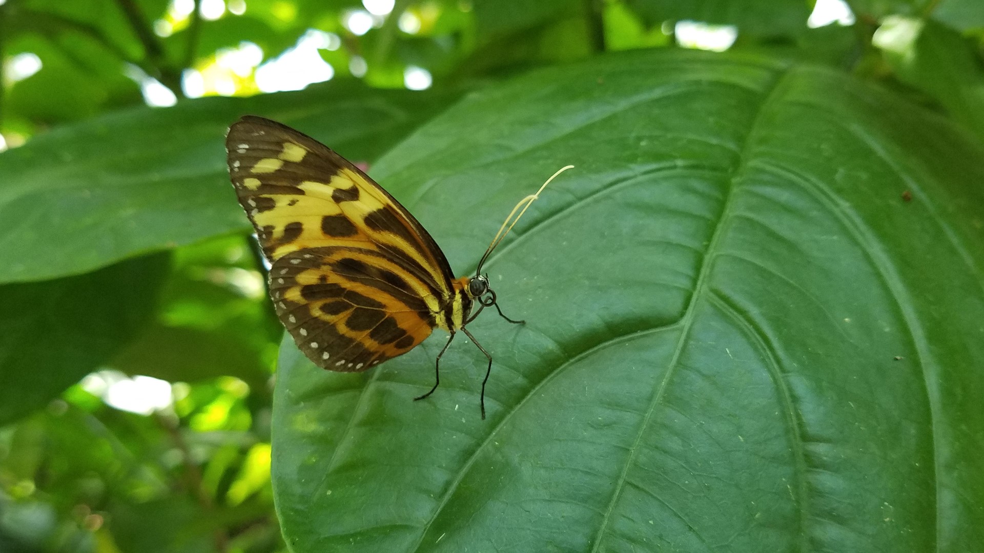 Photos: Cockrell Butterfly Center | khou.com