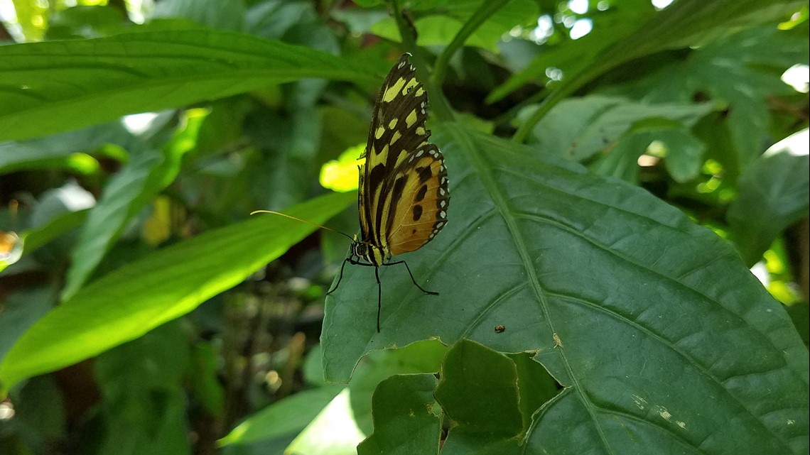 Photos: Cockrell Butterfly Center | khou.com