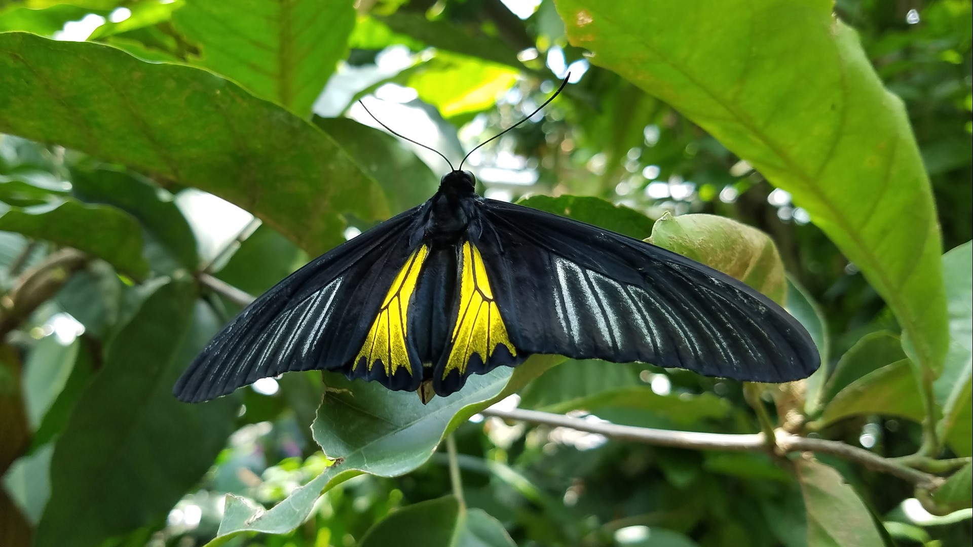 Photos: Cockrell Butterfly Center | khou.com