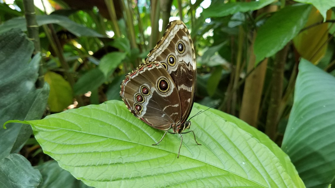 Photos: Cockrell Butterfly Center | khou.com