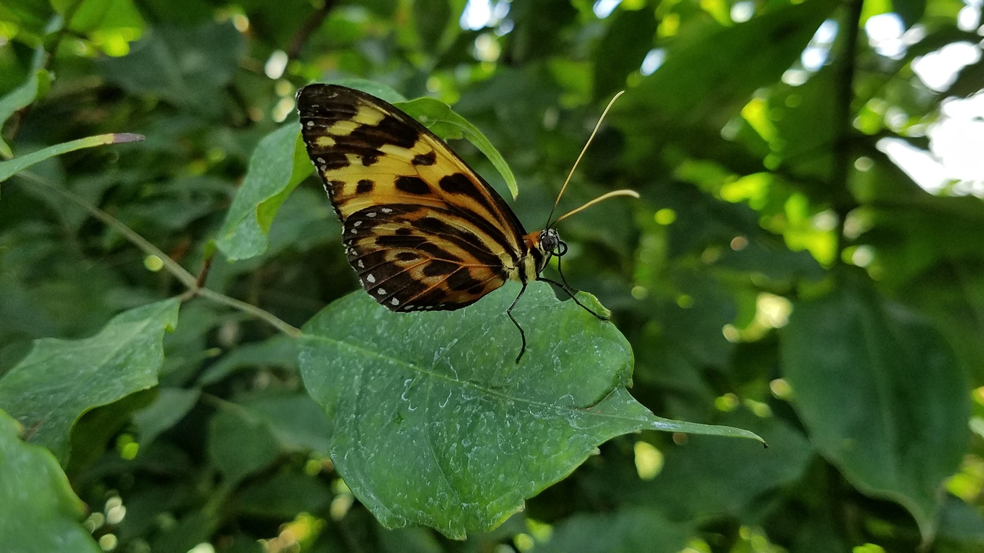 Photos: Cockrell Butterfly Center | khou.com