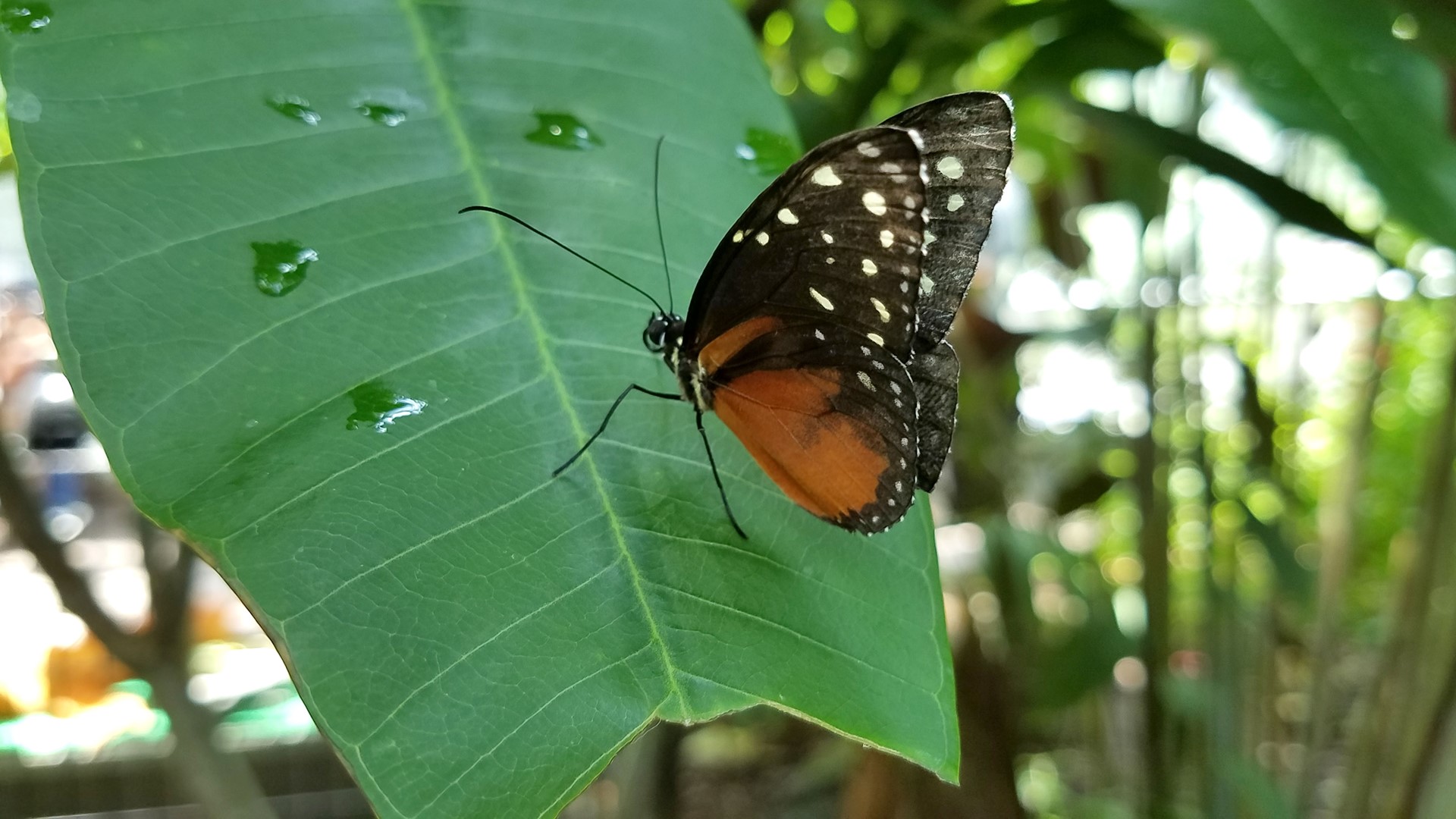 Photos: Cockrell Butterfly Center | khou.com