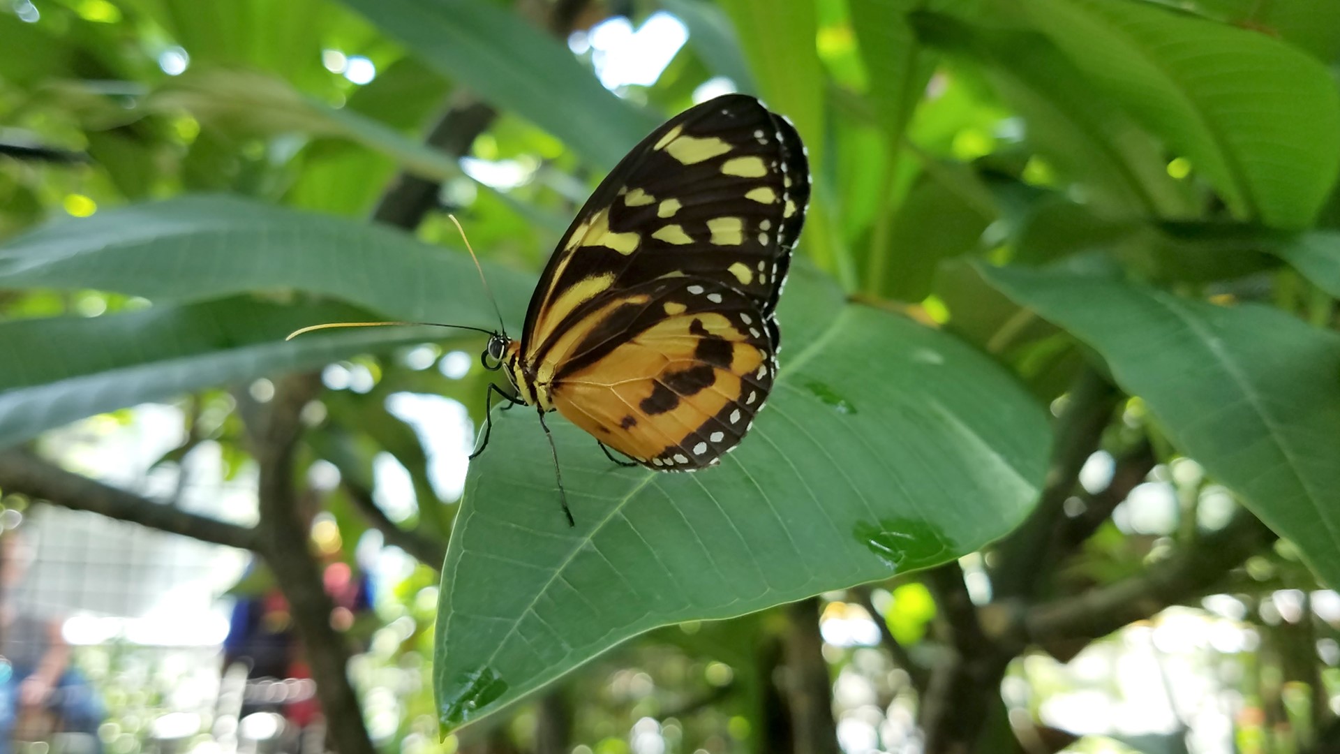 Photos: Cockrell Butterfly Center | khou.com