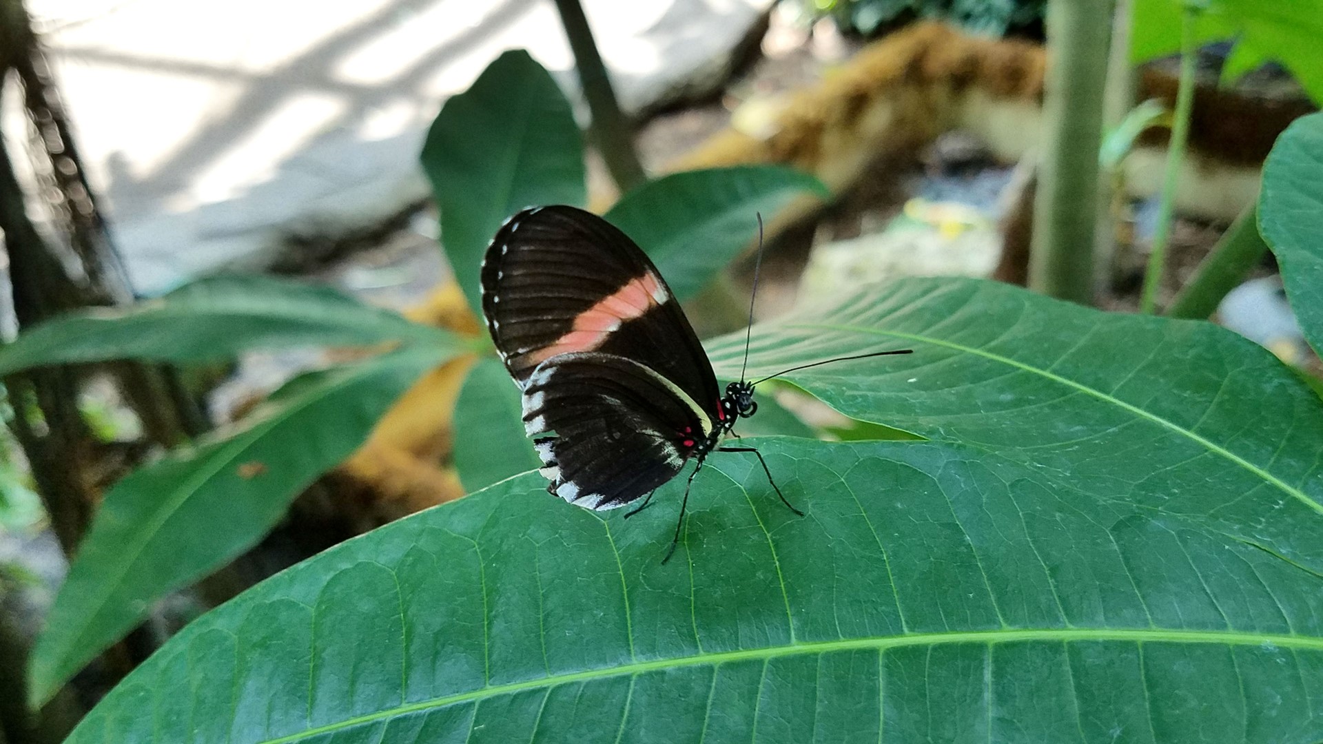 Photos: Cockrell Butterfly Center | khou.com