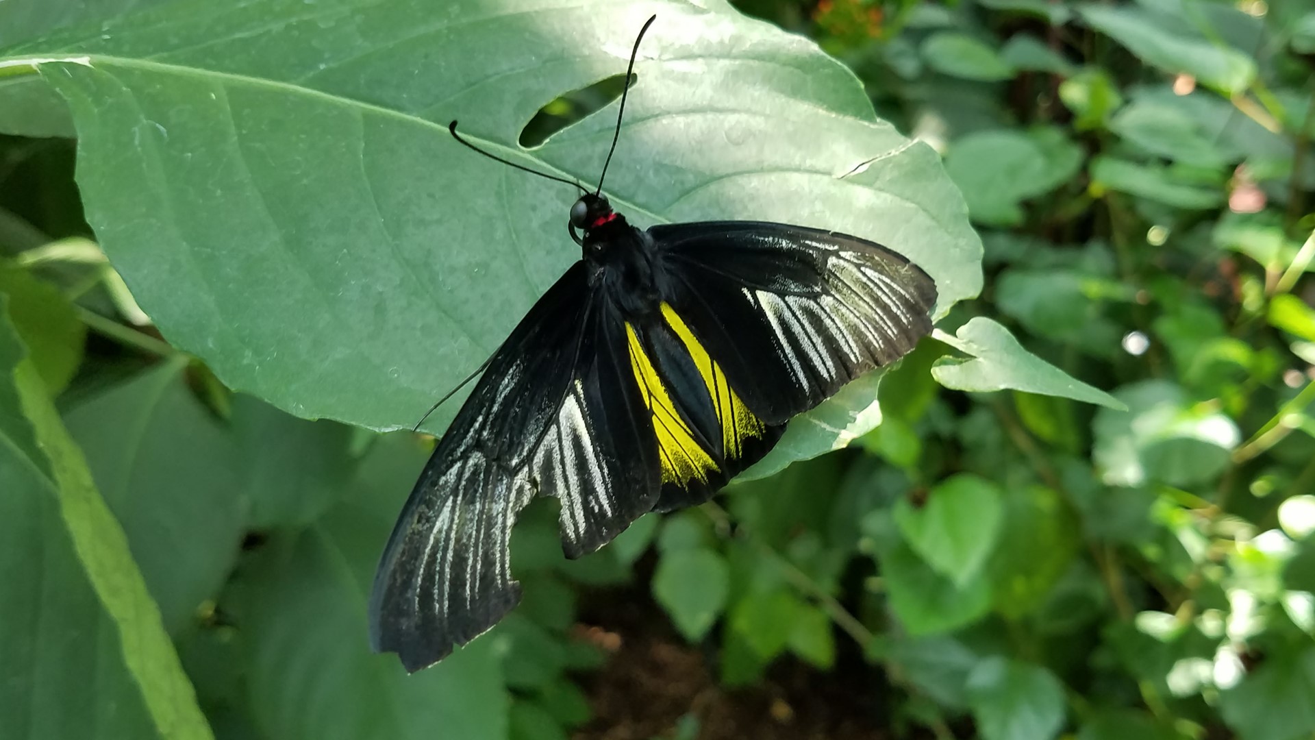 Photos: Cockrell Butterfly Center | khou.com