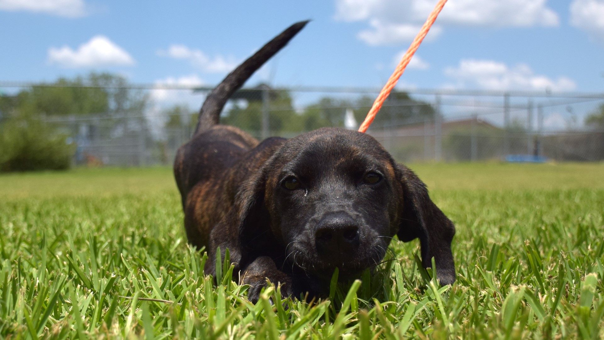 Photos: Adoptable dogs and cats available at the Harris County Animal ...
