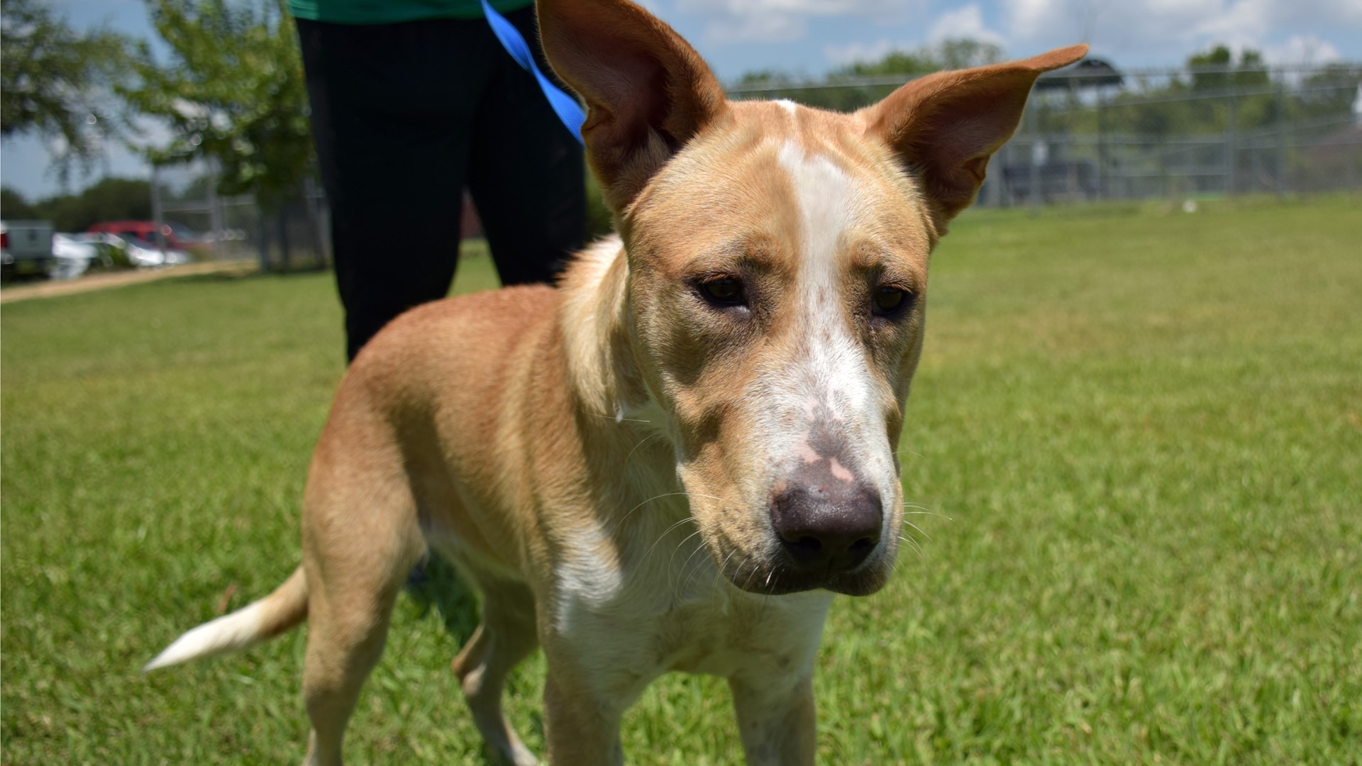 Photos: Adoptable dogs and cats available at the Harris County Animal ...