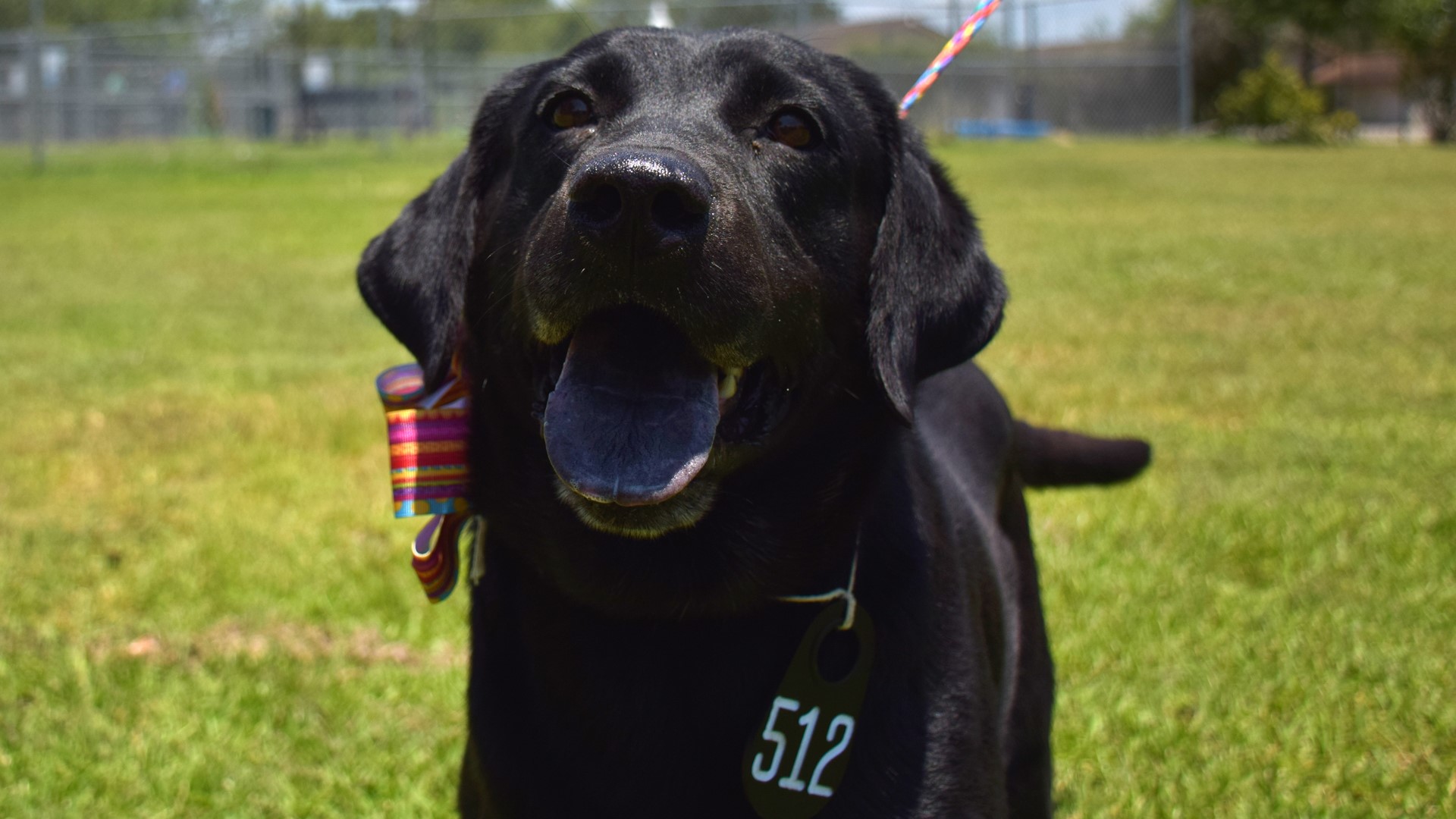 Photos: Adoptable dogs and cats available at the Harris County Animal ...