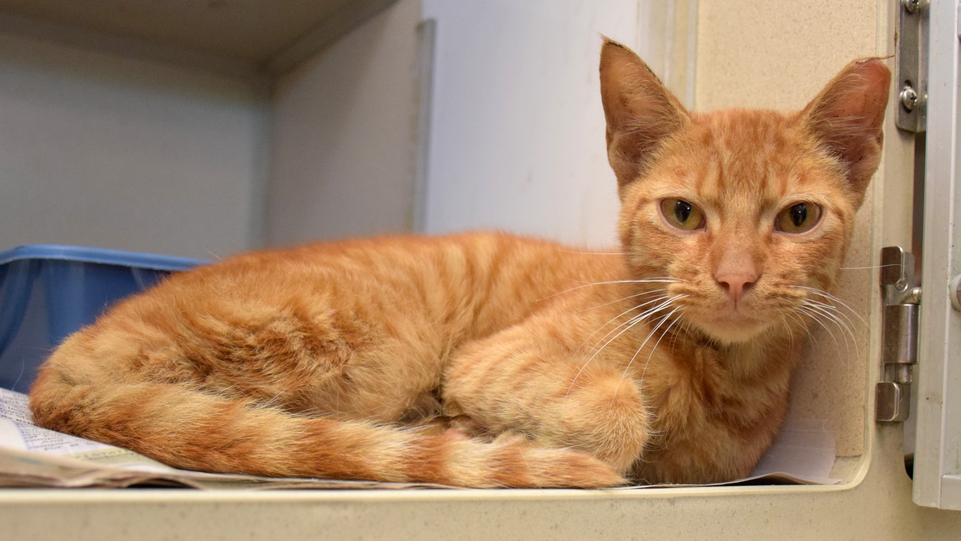 Photos: Adoptable dogs and cats available at the Harris County Animal ...