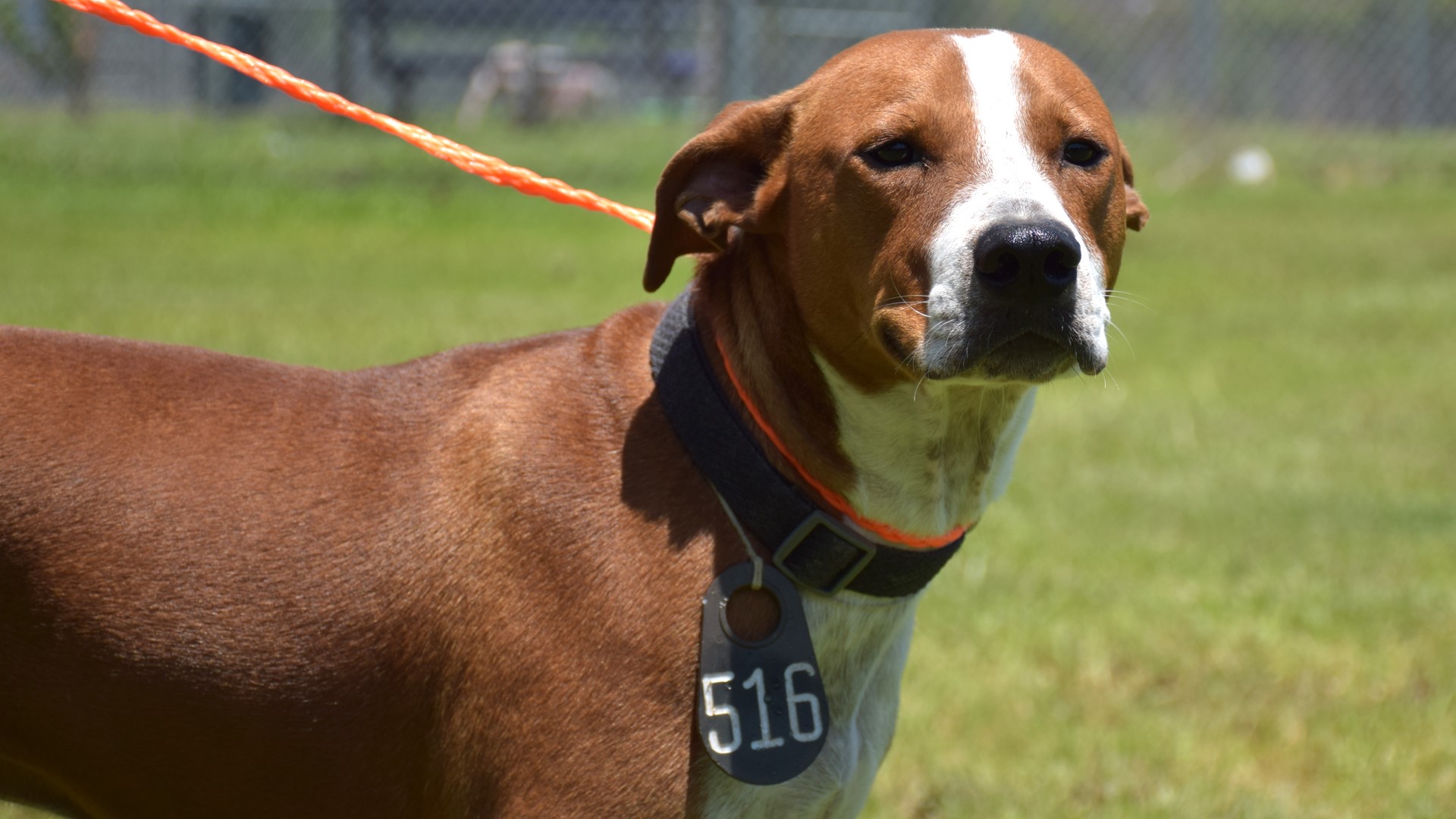 Photos: Adoptable dogs and cats available at the Harris County Animal ...