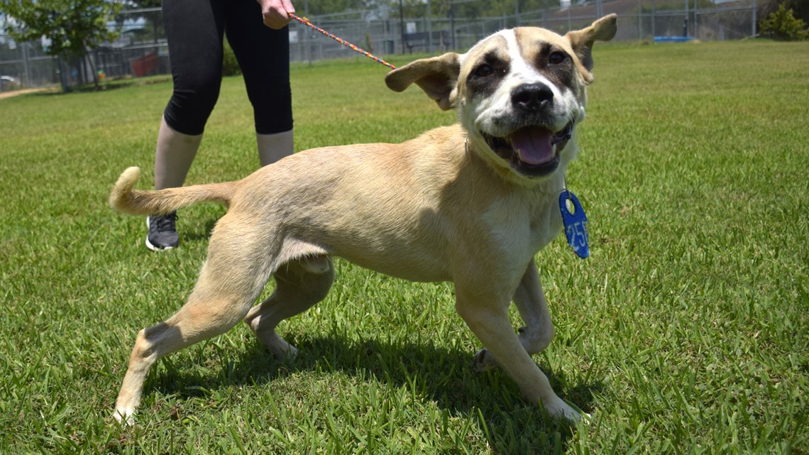 Photos: Adoptable dogs and cats available at the Harris County Animal ...