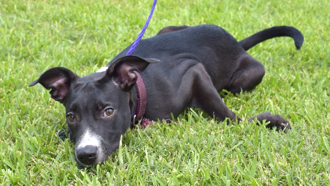 Photos: Adoptable dogs and cats available at the Harris County Animal ...