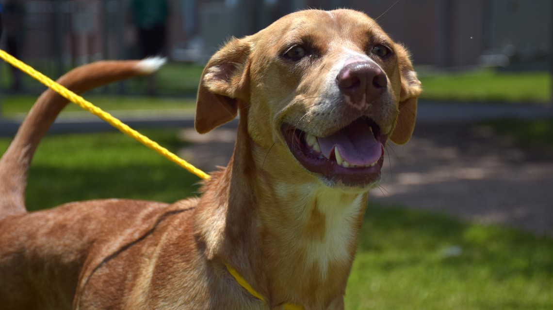 Photos: Adoptable dogs and cats available at the Harris County Animal ...