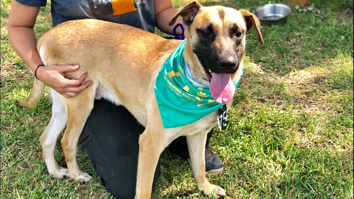 Photos: Free adoptions for these dogs for Harris County ‘Dog Days ...