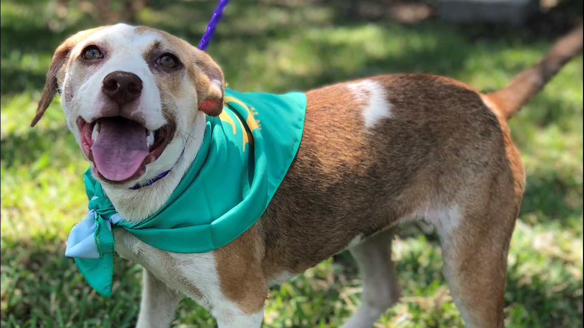 Photos: Free adoptions for these dogs for Harris County ‘Dog Days ...