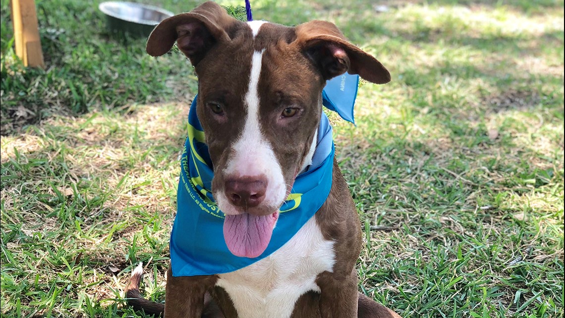 Photos: Free adoptions for these dogs for Harris County ‘Dog Days ...